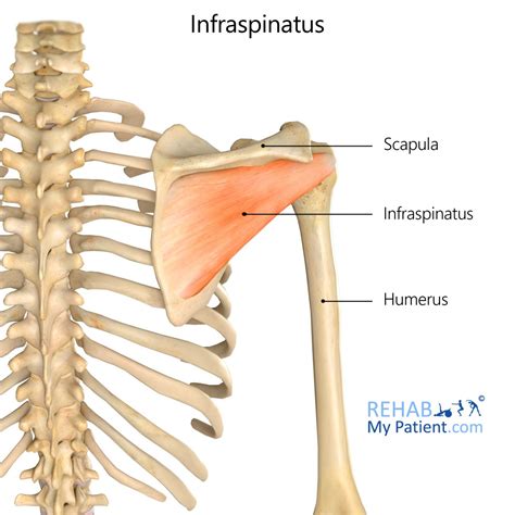 Infraspinatus Rehab My Patient