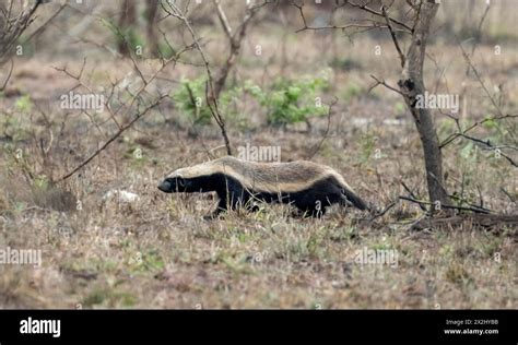 Honey Badger Mellivora Capensis Kruger National Park South Africa