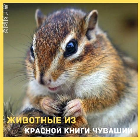 ЖИВОТНЫЕ ИЗ КРАСНОЙ КНИГИ ЧУВАШИИ Уверены вам понравится узнать чуточку об этих уникальных