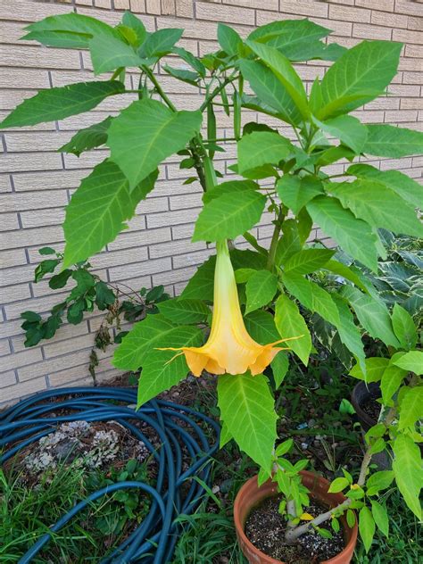 3 Week Update On Mini Dwc Peppers Rhydroponics