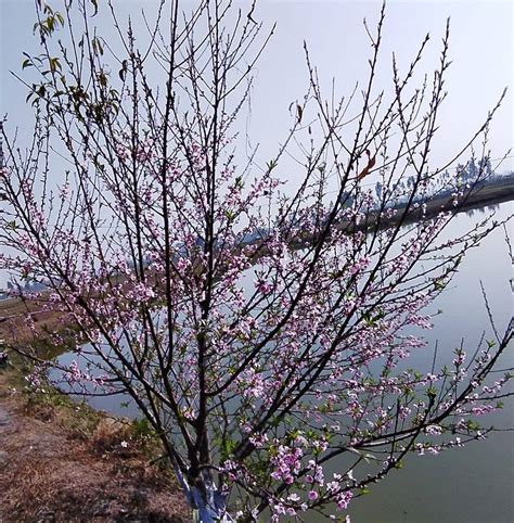 Manipur Times An Rti Application Has Been Filed Seeking Facebook