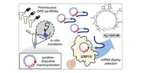 Enabling Genetic Code Expansion And Peptide Macrocyclization In Mrna