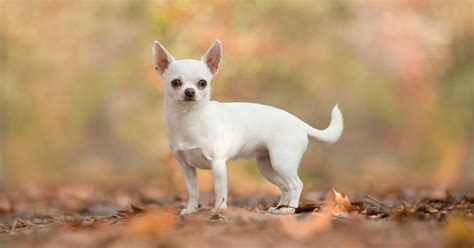 How To Stop Your Chihuahua Humping Or Mounting Things Chihuahua