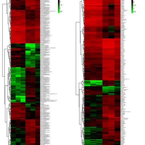 Hierarchical Clustering Analysis Of De Lncrnas And De Mrnas Download Scientific Diagram