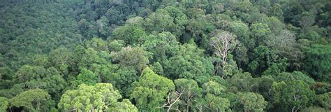 Forest Monitoring Using Remote Sensing Rss