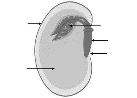 Diagram Of Seed Diagram Quizlet