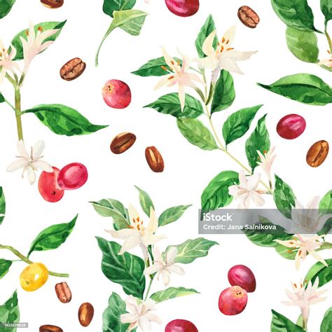 수채화 손 그린 커피 나무 가지 꽃과 콩 커피 공장 커피 열매의 숙성 과일에 대한 스톡 벡터 아트 및 기타 이미지 과일