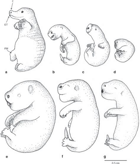 Platypus Egg Hatching