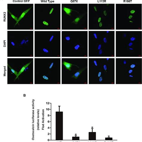 Functional Analyses Of RUNX2 Mutations On Protein Subcellular Download Scientific Diagram