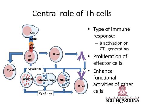 PPT Cell Cell Interactions In Immune Responses PowerPoint Presentation ID 209077