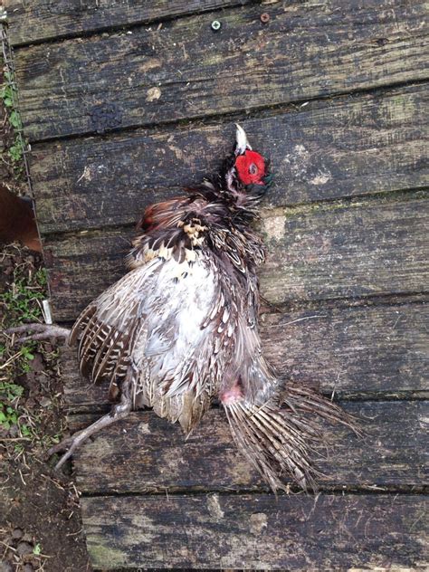 Hatching Pheasant Eggs Trying Backyard Chickens Learn How To