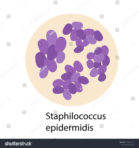 Bacteria Staphylococcus Epidermidis Icon Isolated On เวกเตอร์สต็อก