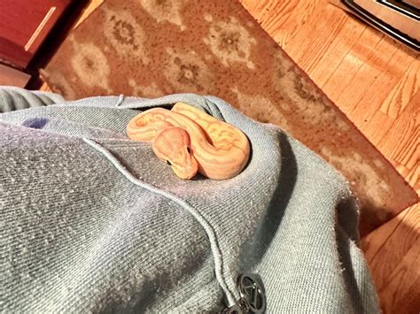 Morph Id Thread Rballpython