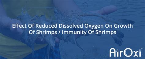 Effect Of Reduced Dissolved Oxygen On Growth Of Shrimps