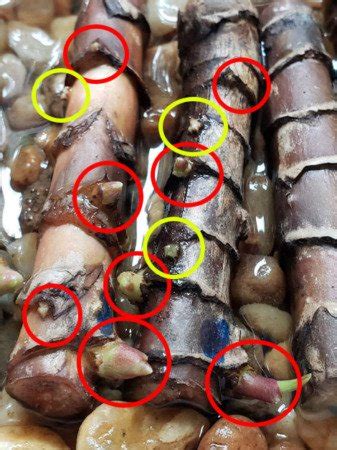 How To Propagate Hawaiian Ti Plants Cordylines From Cuttings So