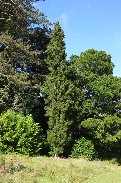 Cupressus Sempervirens Trees And Shrubs Online