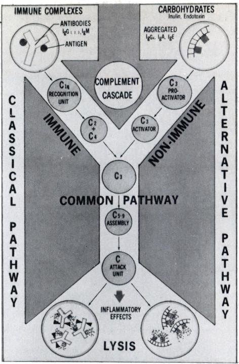 Diagram Of The Classical Left Top And Alternative Right Top Download Scientific Diagram