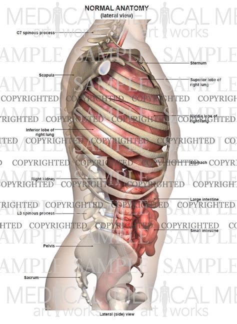Lateral Anatomy Of The Bones Chest And Abdomen Medical Art Works