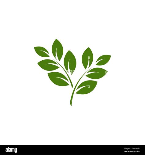 Tree Branch Vector Illustration Design Template Stock Vector Image
