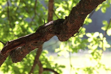 Premium Photo Close Up Of Tree Branch Premium Photo Close Up Of Tree Branch
