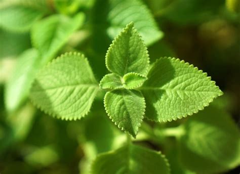 12 Plants That Smell Like Mint But Are Not Mint Plants Gardener