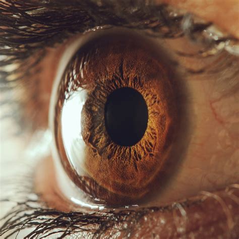 Eye Eye Lesson Science Us