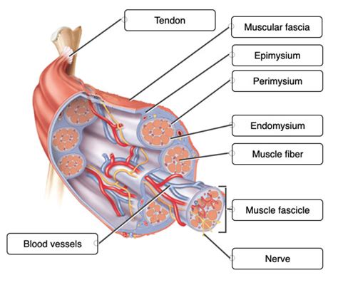 Optional Nervous Tissue Chap 14 Flashcards Quizlet