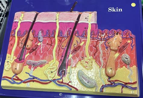 Chapter Integumentary System Diagram Quizlet