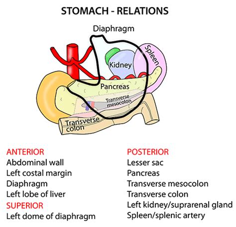 Instant Anatomy Abdomen Areas Organs Bowel Relations Of Stomach