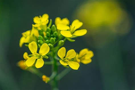 푸른 하늘을 배경으로 겨자밭에 있는 사람 · 무료 스톡 사진