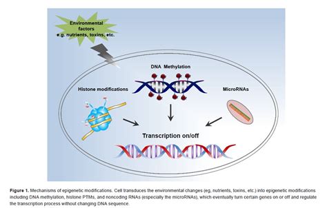 What Is Epigenetic Inheritance Scienceabc