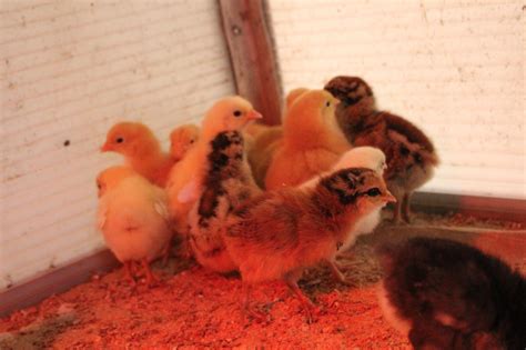 Whats Hatched Up At Augustines Farm Dozens Of Chicks Greenwich