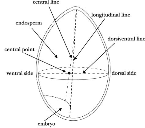 Schematic Diagram Of Rice Grain Morphology Download Scientific Diagram