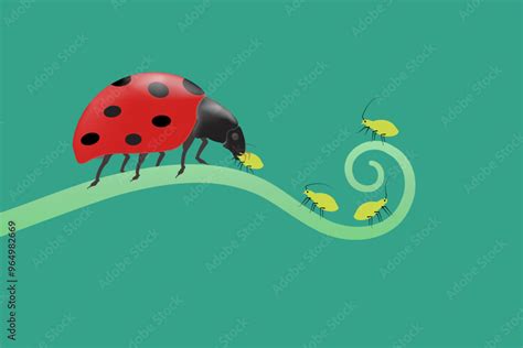 Biological Control Through Predator Insects Ladybugs That Eat Aphids