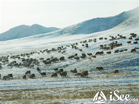 Нийт 57 сая толгой мал тоологдож Архангай адуу үхэр Өмнөговь тэмээ Өвөрхангай хонь