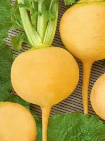 Turnip Varieties With Photos And Descriptions Healthy Food Near Me
