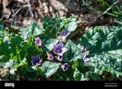 Mandrake Plant Mandragora Officinarum The Root Of This Plant
