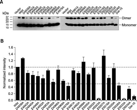 Homo Dimerization Of A Deletion Mutant And Single Mutants Of The