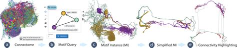 Vcg Harvard Vimo Visual Analysis Of Neuronal Connectivity Motifs
