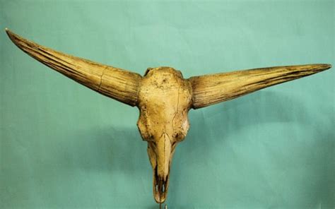 Bison Latifrons Skull