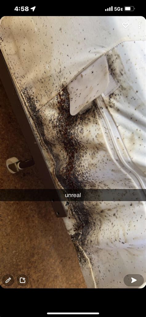 Bed Bug Job I Did Yesterday This Wasnt Even The Worst Of It R