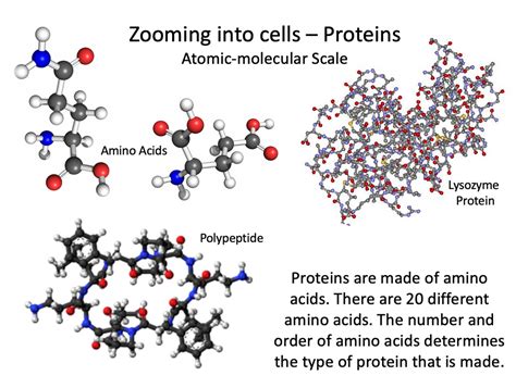 Protein Structure Biomolecules At Loyd Honore Blog