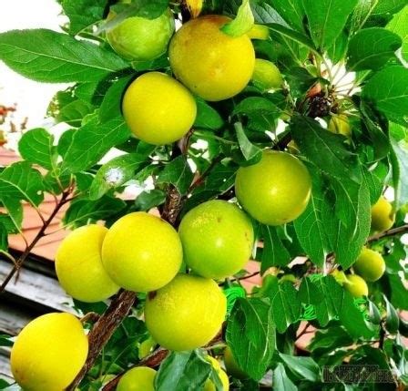 Алыча Мара в наличии низкая цена - саженцы и крупномеры, описание ...