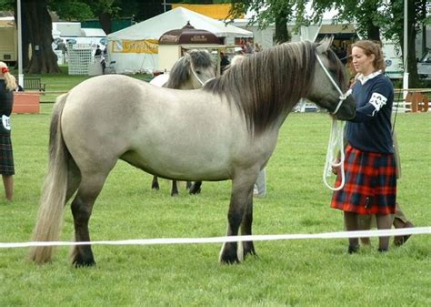 Major Characteristics Evolution Of Perissodactyla