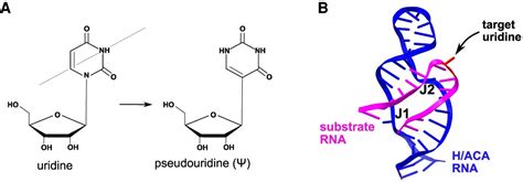 Dyskerin An Essential Pseudouridine Synthase With Multifaceted Roles In Ribosome Biogenesis