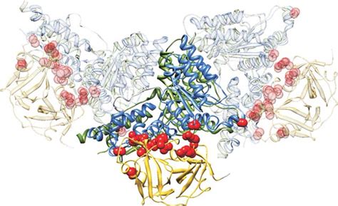 Example Of Graphical Presentation Of Gene Mutations Shown Is The