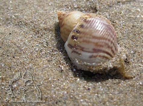 Conchiglie Del Mediterraneo