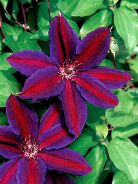 Red Purple Flowers Dark Red Purple Black Rose Calla Lily Wedding