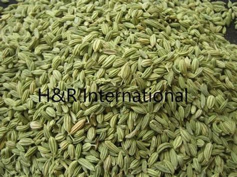 Fennel, Packaging Size: 50 kg at best price in Surat | ID: 2851604441748