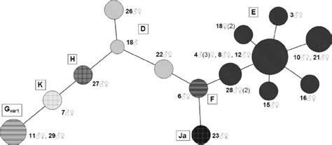 minimum spanning tree using the modified c trachomatis mlst method